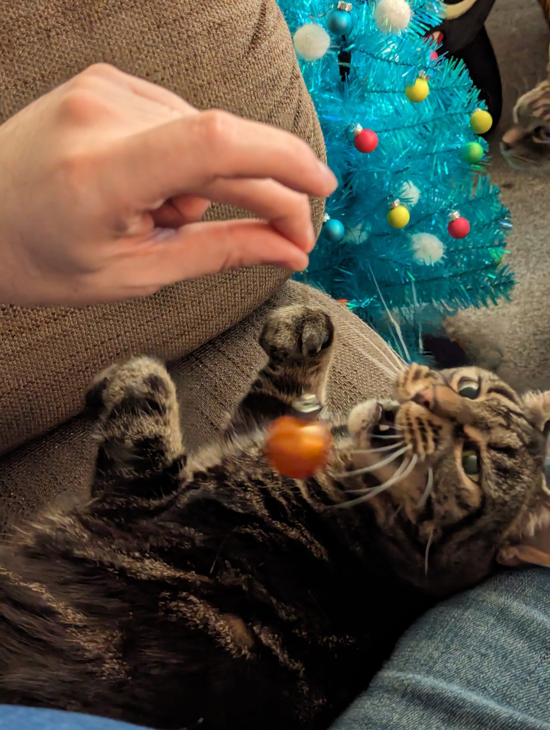 Bauble Cat! (December 25th, 2023) – Our Super Adventure